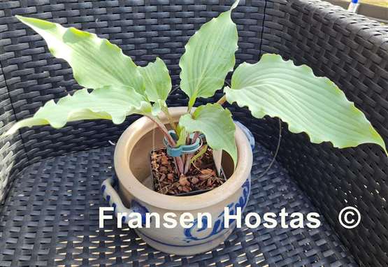 Hosta Hammerin Cameron - Fransen Hostas