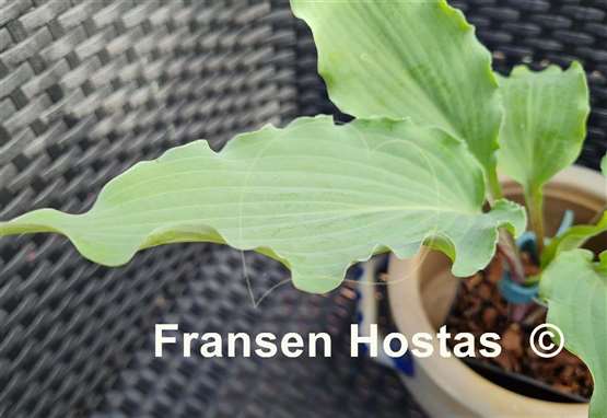 Hosta Hammerin Cameron - Fransen Hostas