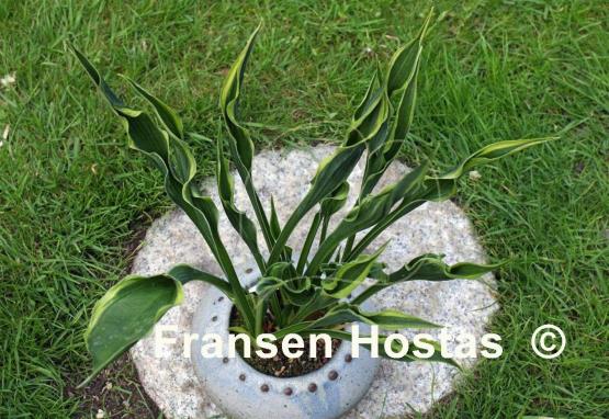 Hosta Hands Up - Fransen Hostas