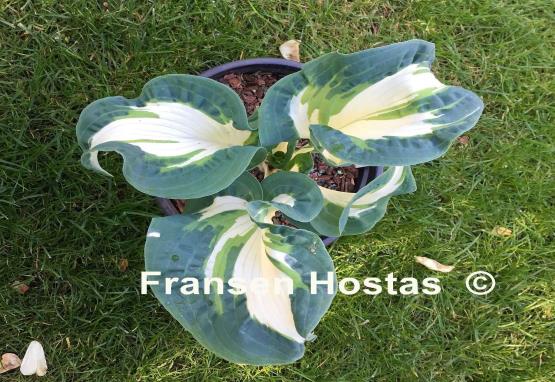 Hosta Hans - Fransen Hostas