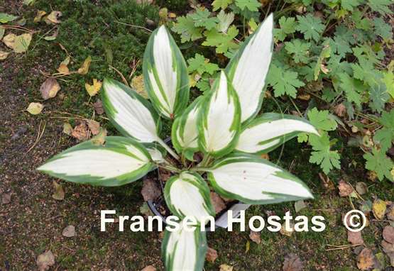 Hosta Hans - Fransen Hostas