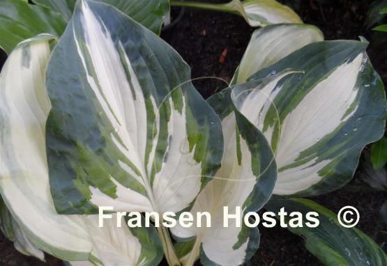 Hosta Hans - Fransen Hostas