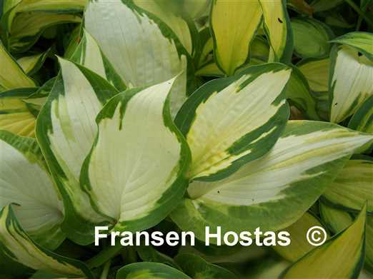 Hosta Happy Dayz - Fransen Hostas