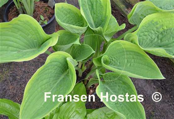 Hosta His Honor - Fransen Hostas