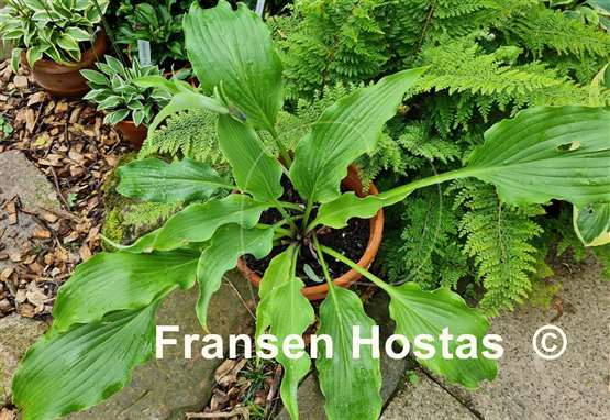 Hosta Holar Wild Side - Fransen Hostas