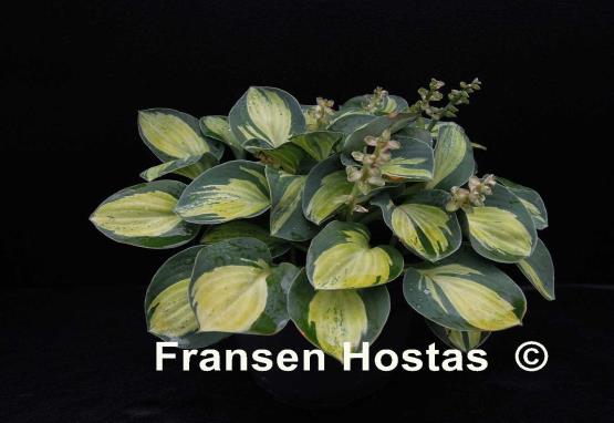 Hosta Holy Mouse Ears - Fransen Hostas