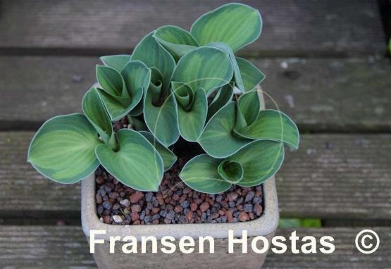 Hosta Holy Mouse Ears - Fransen Hostas