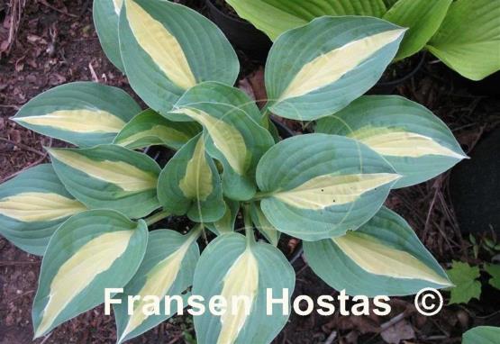 Hosta Hot Kiss - Fransen Hostas