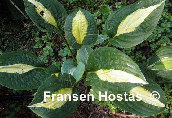 Hosta Hot Kiss - Fransen Hostas