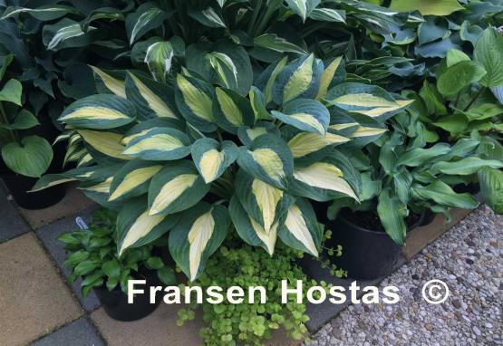 Hosta Hot Kiss - Fransen Hostas