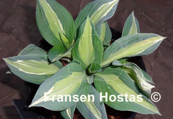 Hosta Hot Kiss - Fransen Hostas