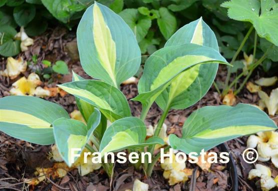 Hosta Hot Kiss - Fransen Hostas