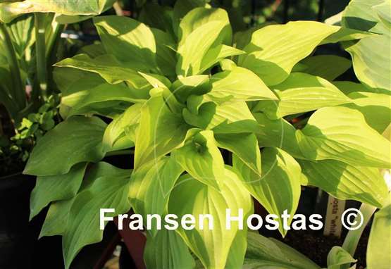 Hosta Hydon Sunset - Fransen Hostas