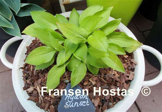 Hosta Hydon Sunset - Fransen Hostas