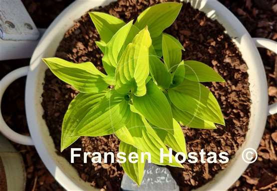 Hosta Hydon Sunset - Fransen Hostas