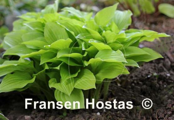 Hosta Hydon Sunset - Fransen Hostas