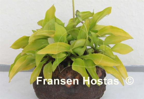 Hosta Hydon Sunset - Fransen Hostas