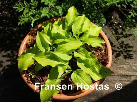 Hosta Hydon Sunset - Fransen Hostas