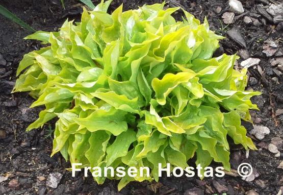 Hosta Hydon Sunset - Fransen Hostas