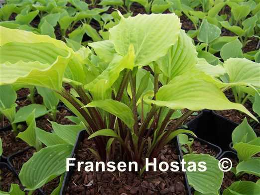 Hosta Invincible Spirit - Fransen Hostas