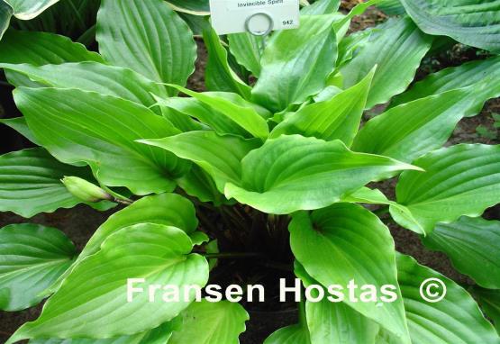 Hosta Invincible Spirit - Fransen Hostas