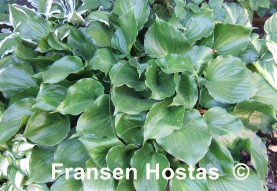 Hosta Invincible - Fransen Hostas