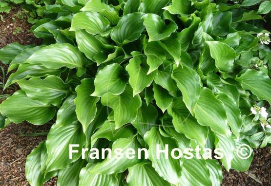 Hosta Invincible - Fransen Hostas