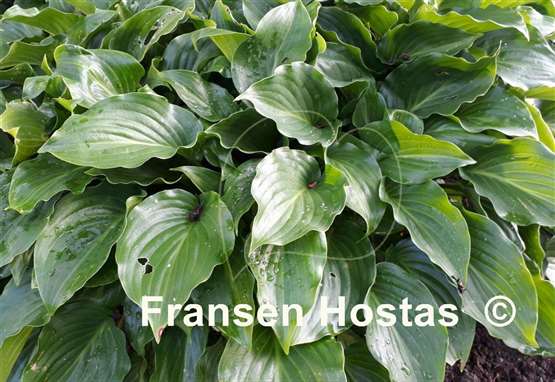 Hosta Invincible - Fransen Hostas