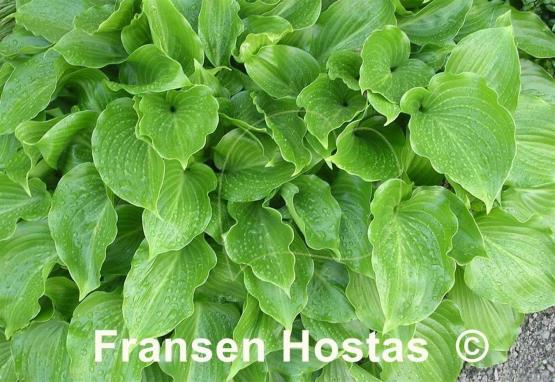 Hosta Invincible - Fransen Hostas