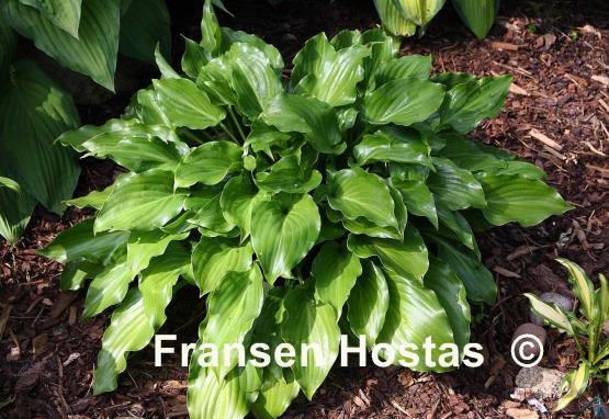 Hosta Invincible - Fransen Hostas