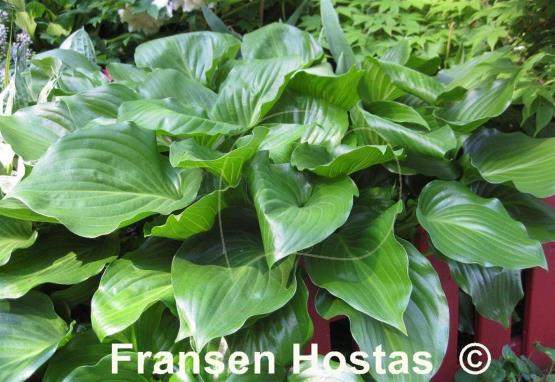 Hosta Invincible - Fransen Hostas