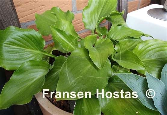 Hosta Invincible - Fransen Hostas