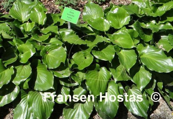 Hosta Invincible - Fransen Hostas