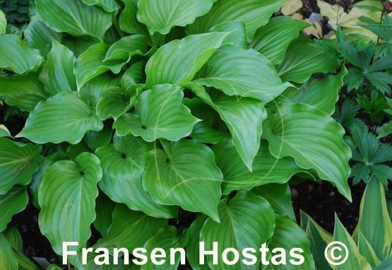 Hosta Invincible - Fransen Hostas