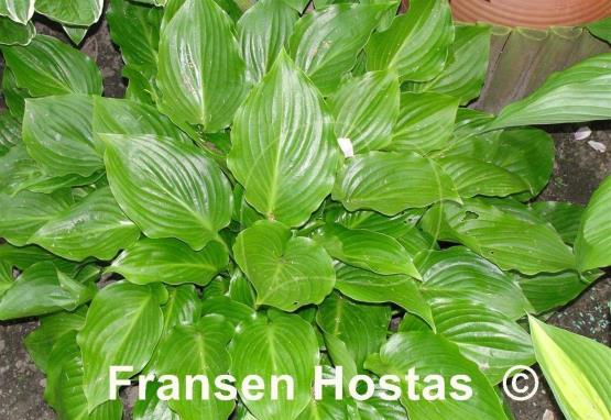 Hosta Invincible - Fransen Hostas