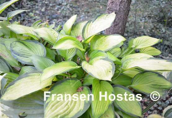 Hosta Janet Day - Fransen Hostas