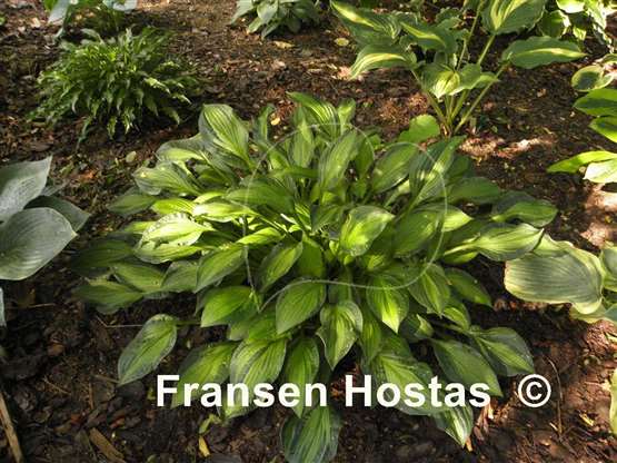 Hosta Janet Day - Fransen Hostas