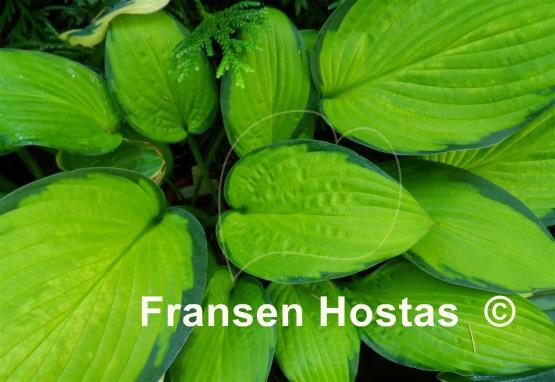 Hosta Janet Day - Fransen Hostas
