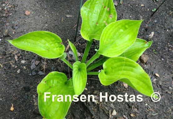 Hosta Joan Altman - Fransen Hostas