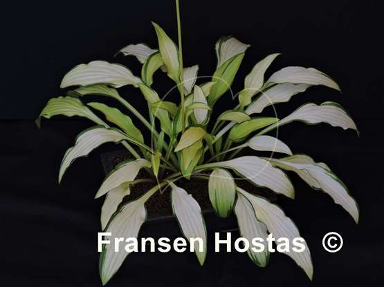 Hosta Kabitan - Fransen Hostas