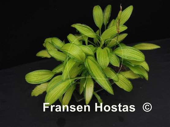 Hosta Kabitan - Fransen Hostas
