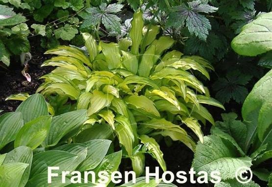 Hosta Kabitan - Fransen Hostas
