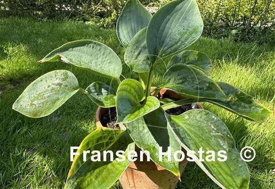 Hosta Kim - Fransen Hostas