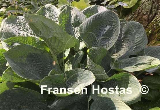 Hosta Kim - Fransen Hostas