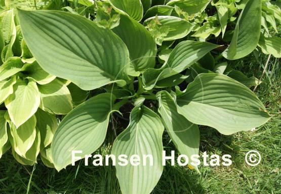 Hosta Kingsize - Fransen Hostas