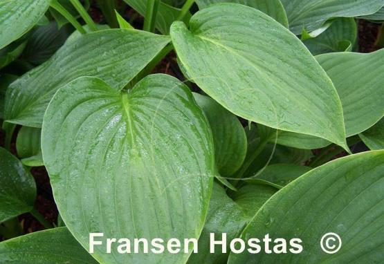Hosta Kingsize - Fransen Hostas