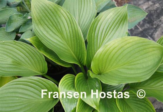 Hosta Kingsize - Fransen Hostas