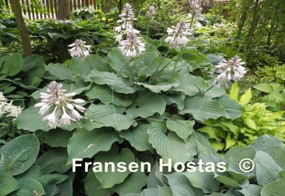 Hosta Komodo Dragon - Fransen Hostas