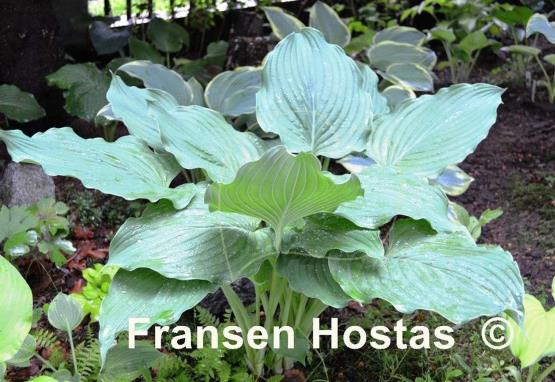 Hosta Komodo Dragon - Fransen Hostas