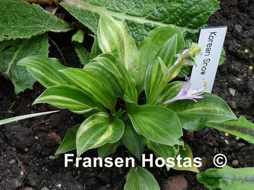 Hosta Korean Snow - Fransen Hostas